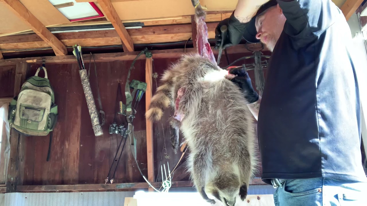 Raccoon skinning. Slow and steady! - YouTube