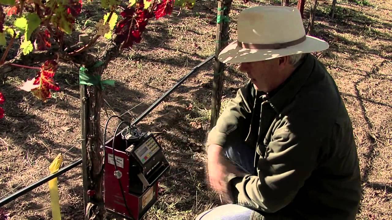 Measuring Vineyard Water Status with a Probe - YouTube