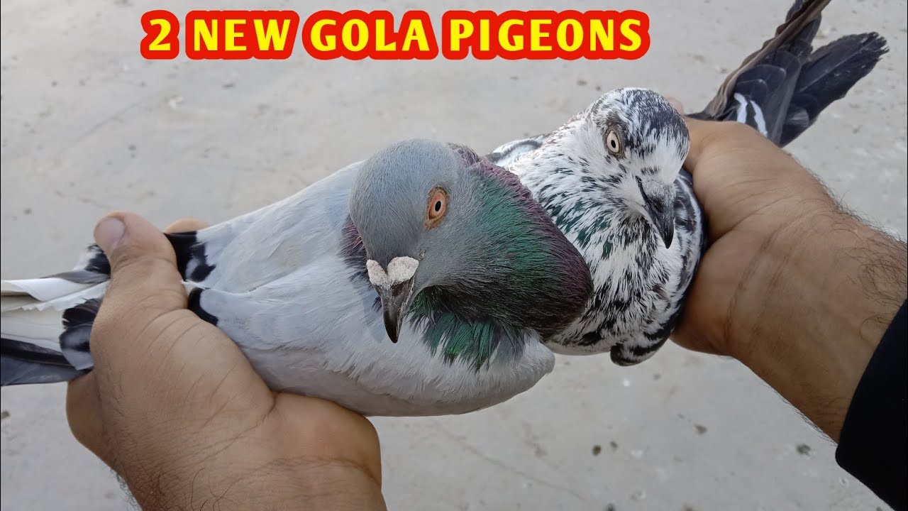 2 NEW GOLA PIGEONS PERCHASE kiya ||gul khoso pigeons - YouTube
