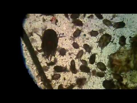 psoroptes cuniculi - YouTube