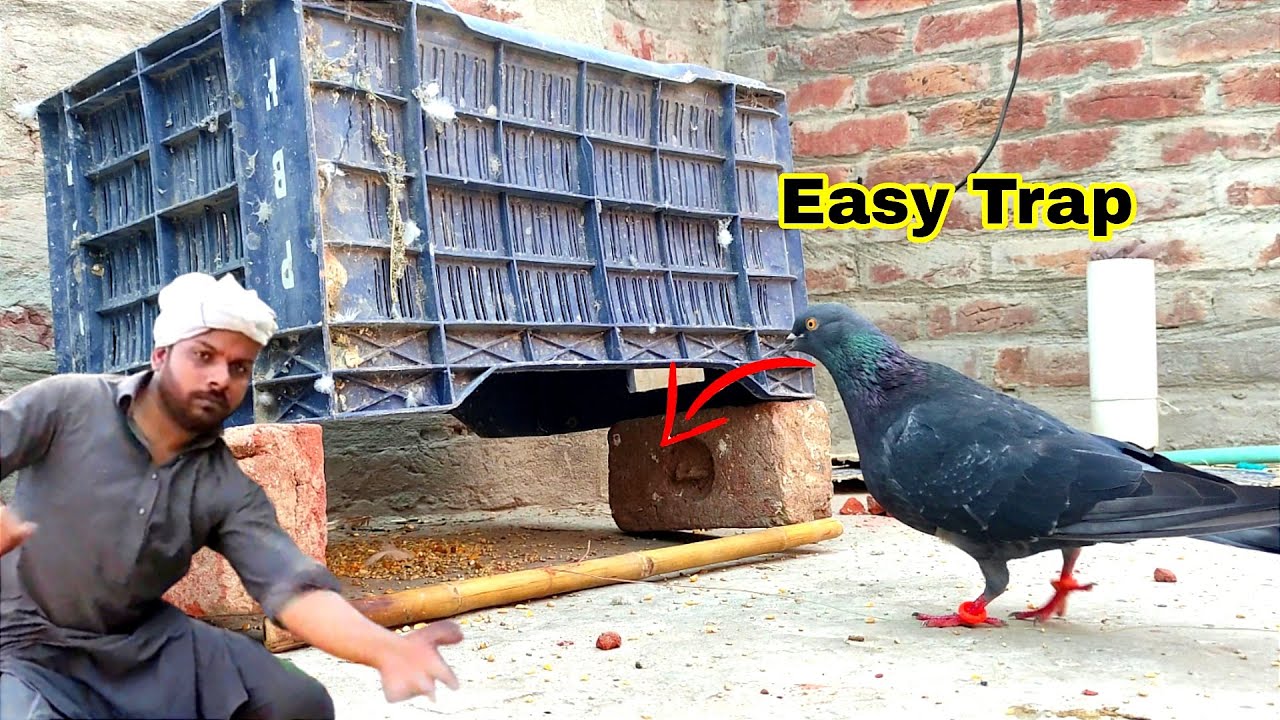 Kabootar Pakadne Ka Aasan Tarika! - YouTube