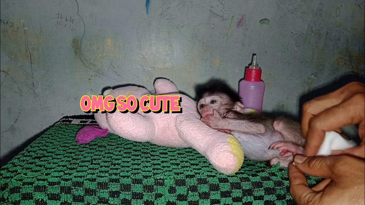 The baby monkey bot is so cute that watching it will definitely want to ...