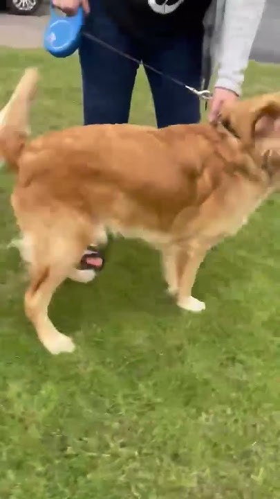 First time meeting Bailey the dog! (ft @alloutlogan2883 and his dog ...