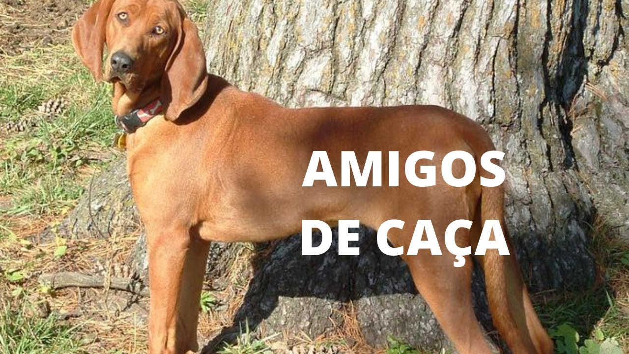 Representação da amizade no filme amigos de caça - YouTube