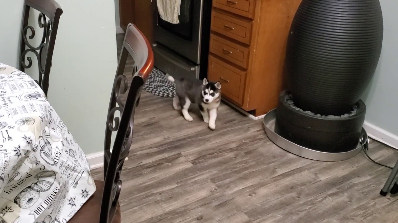 Cute growl from Husky puppy - YouTube