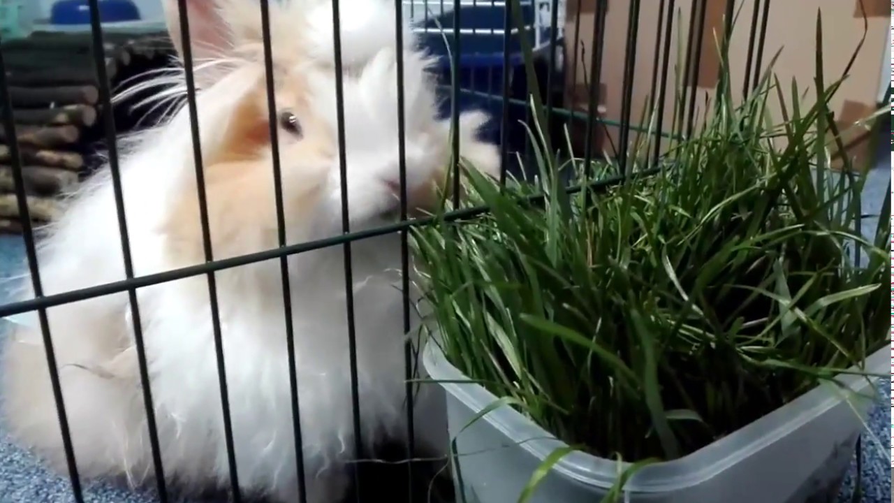 Dwarfed rabbit/ Zakrslý teddy kralík - Bertík - YouTube