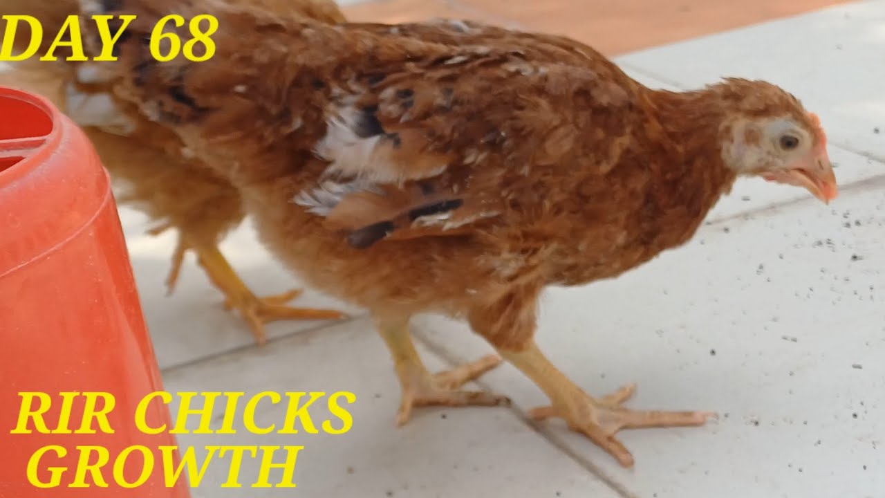 Rir Chicks Growth Day 68 | Very Active - YouTube