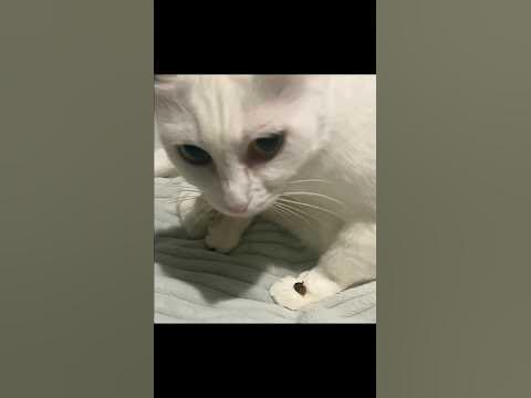 Как нужно давать лекарство котику 🤣 - YouTube
