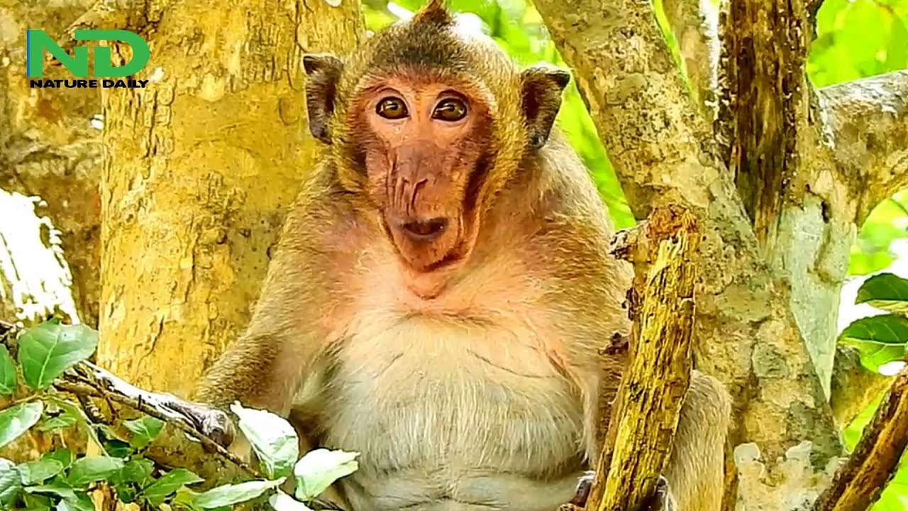 Big belly monkey could die of eating, Sweetpea always hungry & need ...