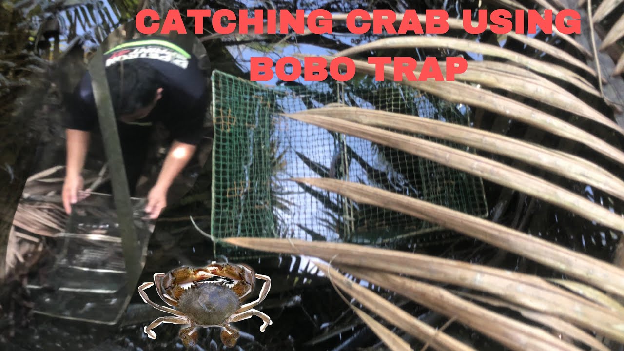 Catching crabs using bobo trap/panghuhuli ng alimango gamit ang bobo ...