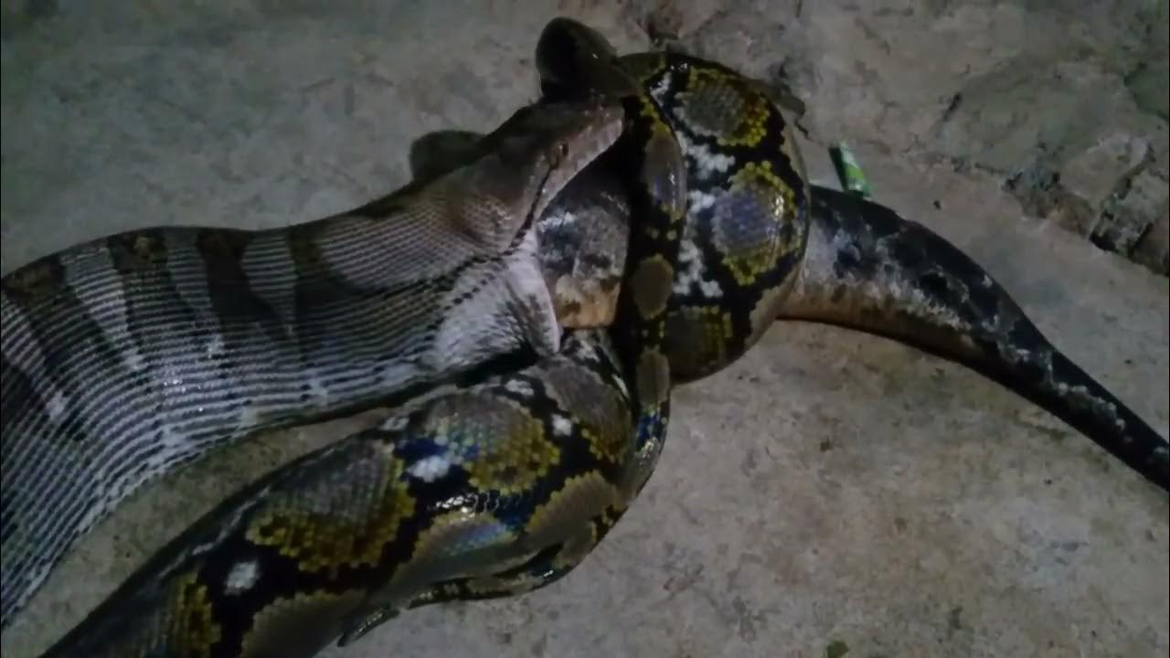 Python Vore - Snake Eats Snake - YouTube