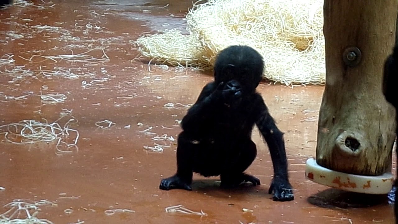 Gorilla Baby Indigo (Budapest Zoo) - YouTube