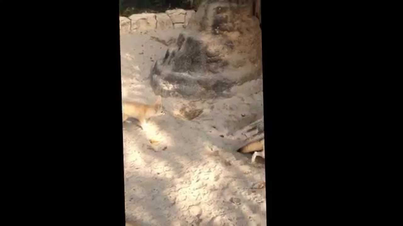Fennec Fox - Everland Theme Park Seoul, Korea - YouTube