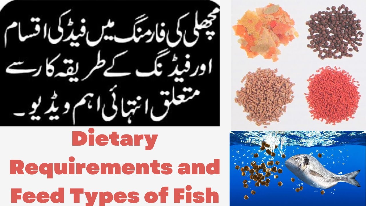 Dietary Requirement And Feed Types Of Fish Fish Feed Management Food dietary-requirement-and-feed-types-of-fish-fish-feed-management-food