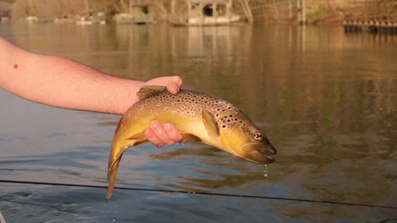 Rouse Fly Fishing (Arkansas) - YouTube