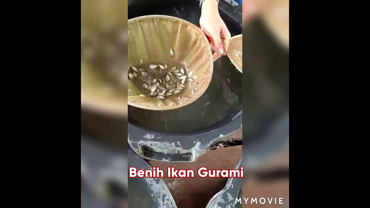 Benih Ikan Gurami di Padang Pariaman - YouTube
