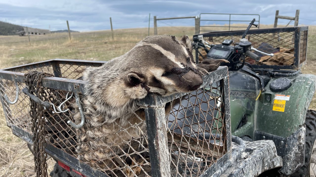 Spring badgers - YouTube