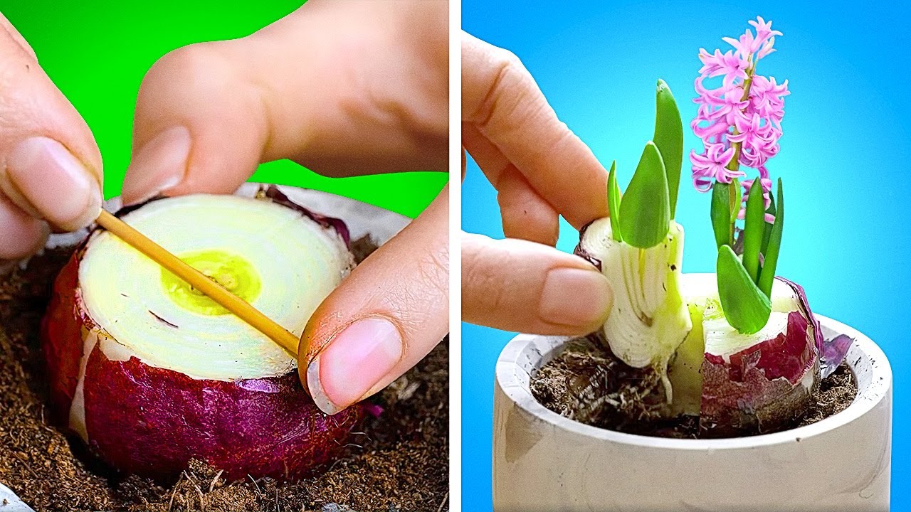 25 PLANTING HACKS for beginners and profi || by 5-minute crafts MEN ...