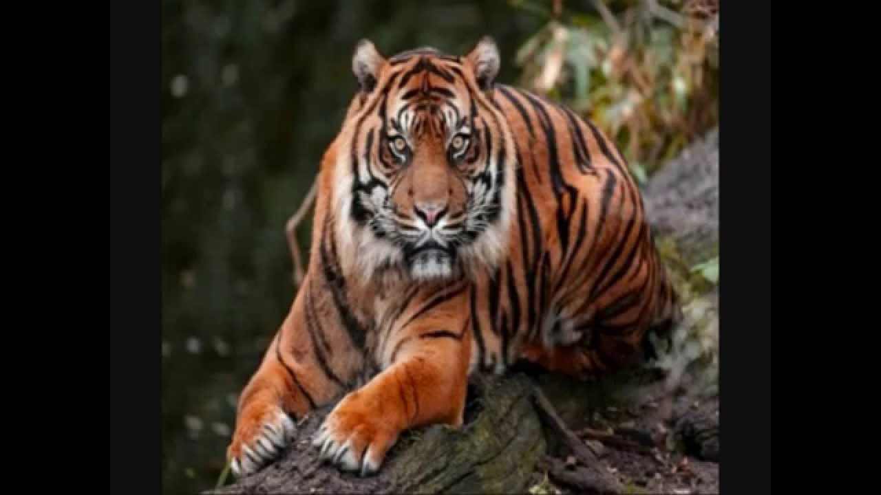 Tiger documentary with facts info help save the Tiger from extinction ...