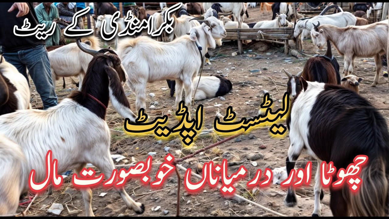 Malir Bakra Mandi Me Qurbani Ka Bakra | Bakra Mandi Latest Update ...
