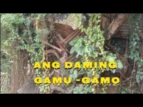 GAMU-GAMO ANG DAMI - YouTube