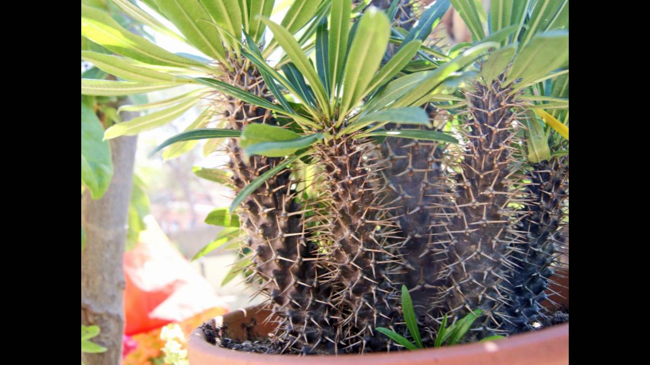 Sony Alpha 330 Pics