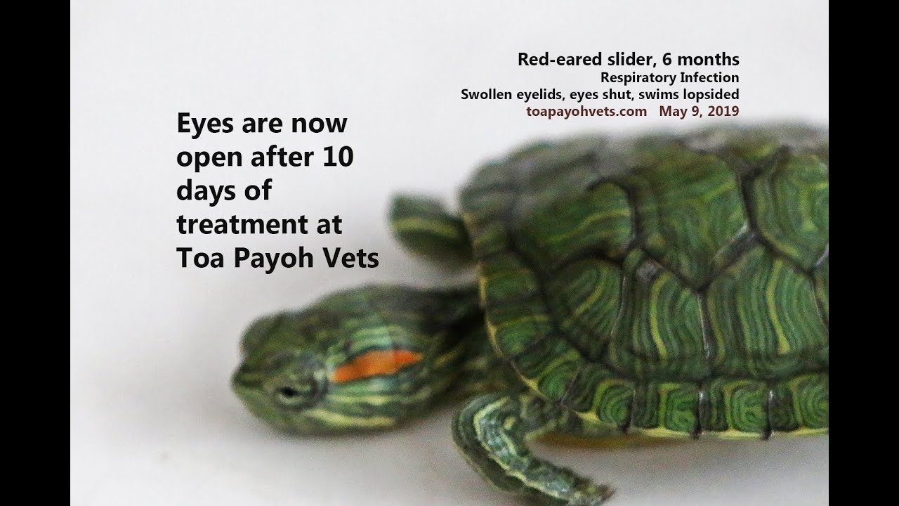 A 6-month-old red-eared slider had swollen eyes and swims lopsided ...