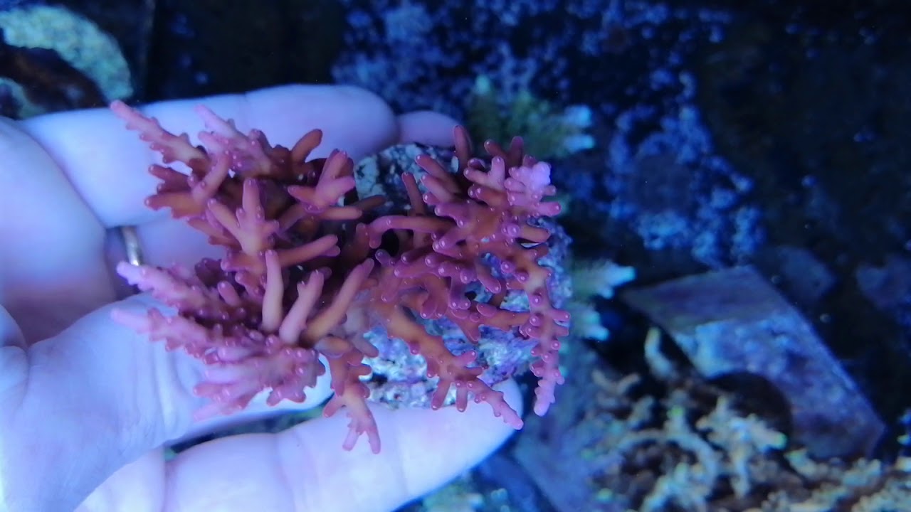 Acropora carduus- red dragon coral gandalf - YouTube