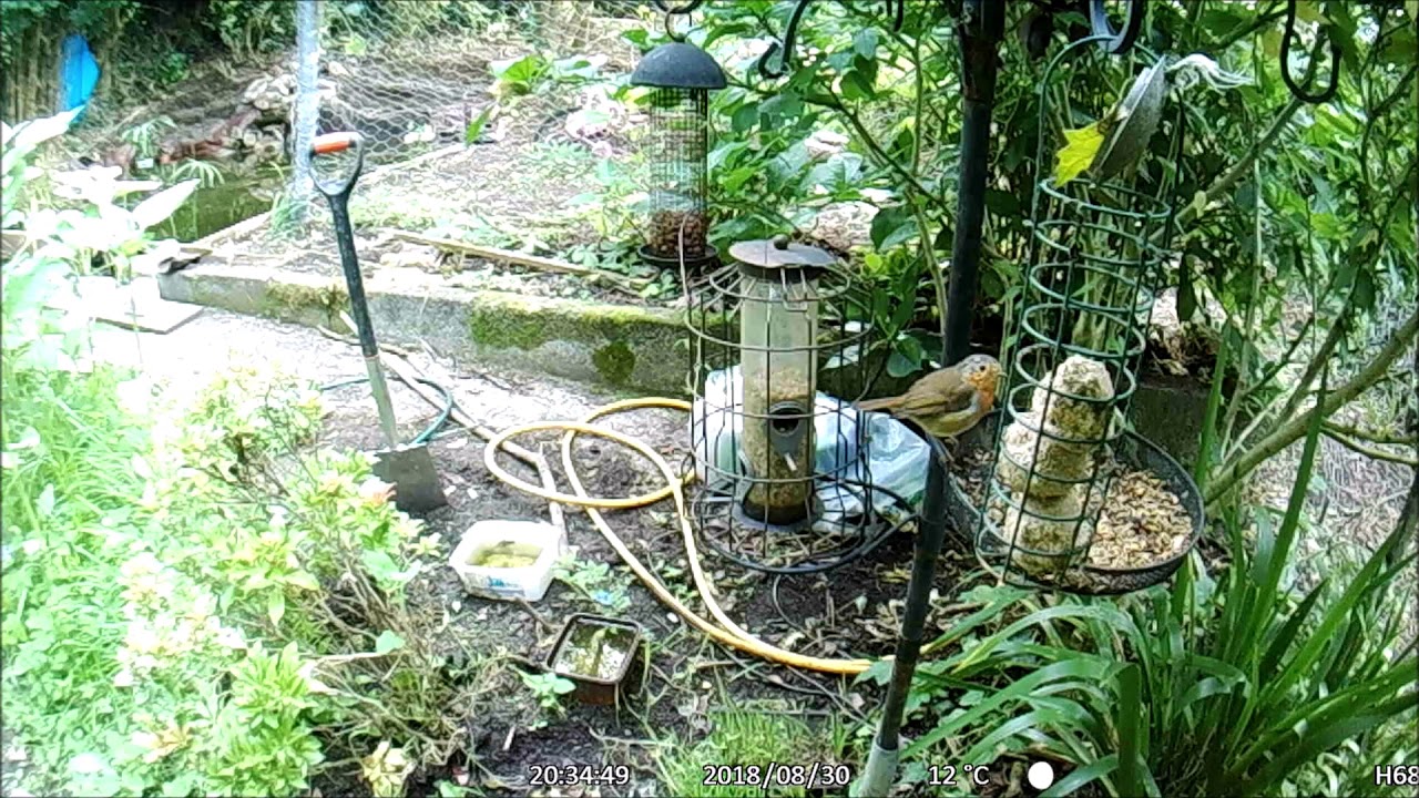 bird cam in september using apeman h68 - YouTube