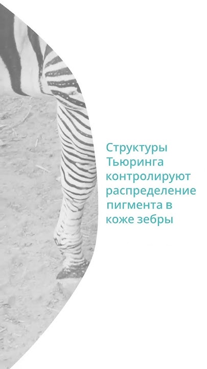 Научные детективы: Почему у зебр полосы? #наука #загадки #факты - YouTube