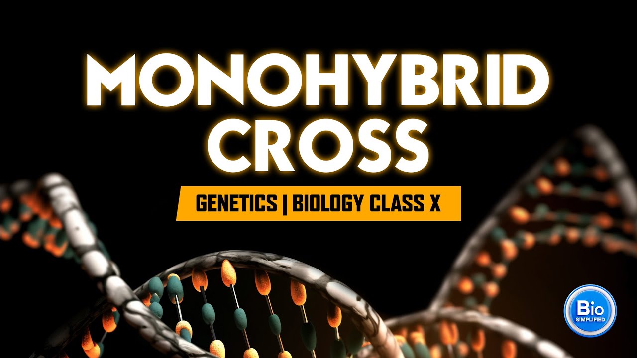 Monohybrid Cross | Genetics Biology Class X - YouTube
