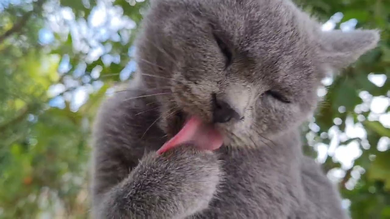Gato lamiéndose - YouTube