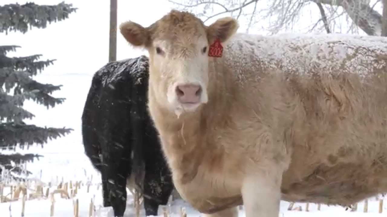 Swath Grazing - YouTube