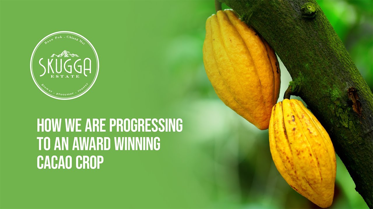 How we are progressing to an award winning Cacao crop - YouTube