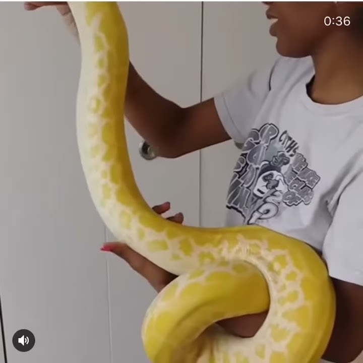 2 year old Burmese python - YouTube