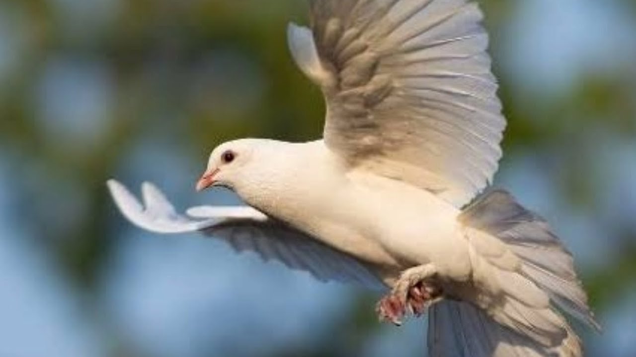 Fakta Menarik Burung Merpati Lambang Kesetiaan - YouTube