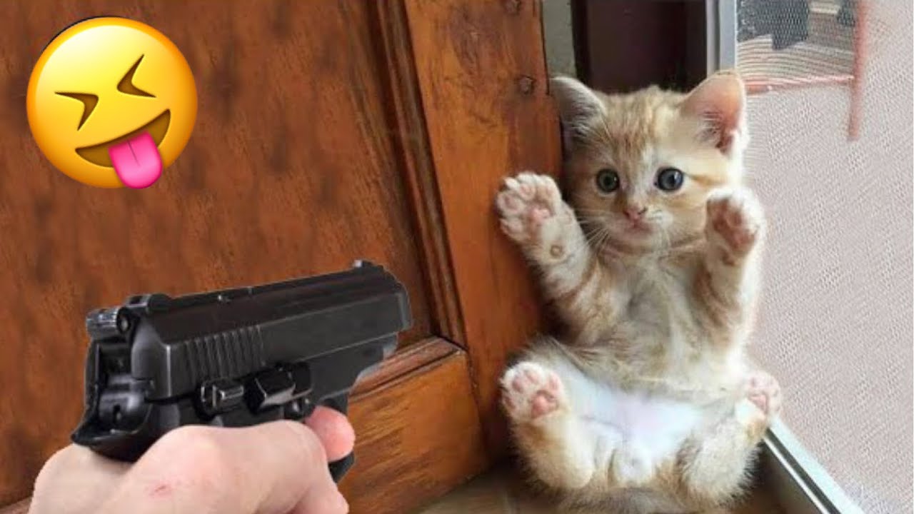 Funny + Naughty Cute Cats 😝😝😝 I Can't Stop Laughing 😂😂😂 #funny#comedy# ...
