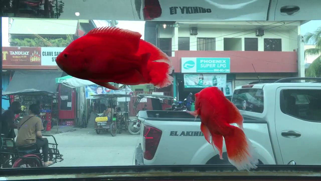 veil tail red oscar fish😍 || oscar fish world ||@ms aquarium - YouTube