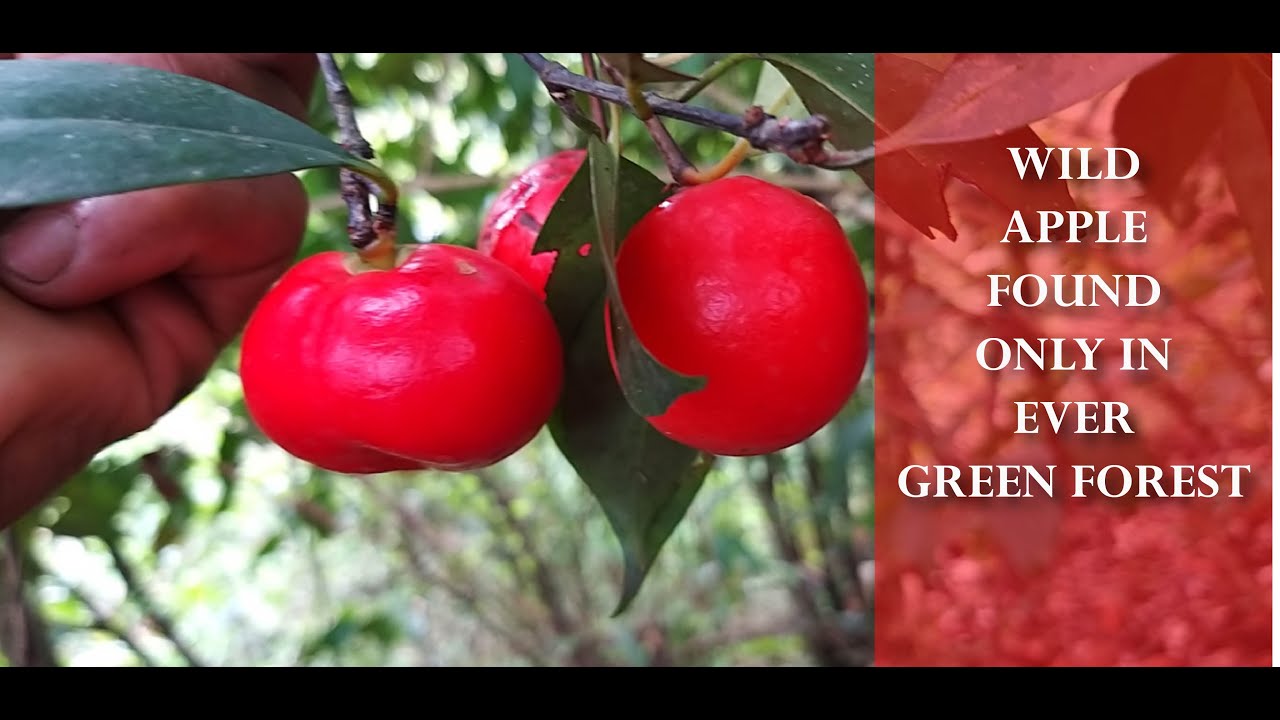 Wild apple found only in ever green forest || Must Watch - YouTube
