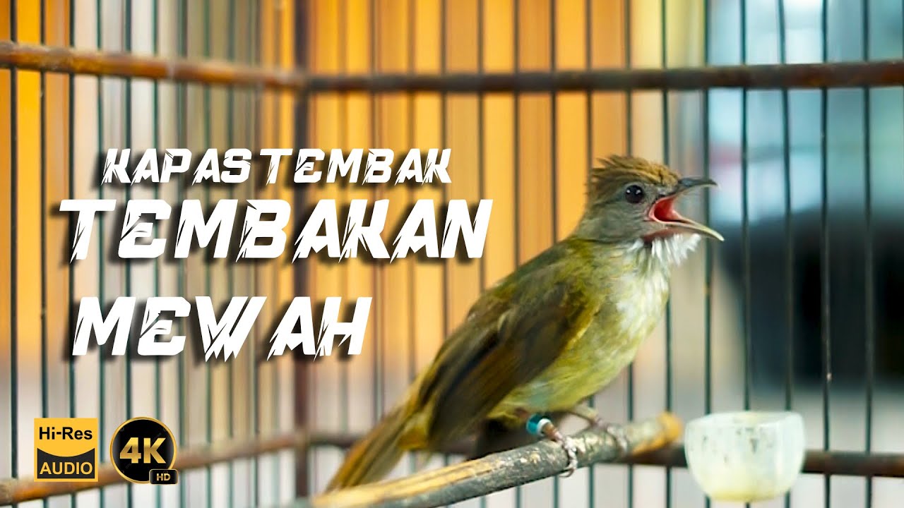 MASTERAN KAPAS TEMBAK TEMBAKAN MEWAH | BIRD OF INDONESIA | PANCINGAN ...