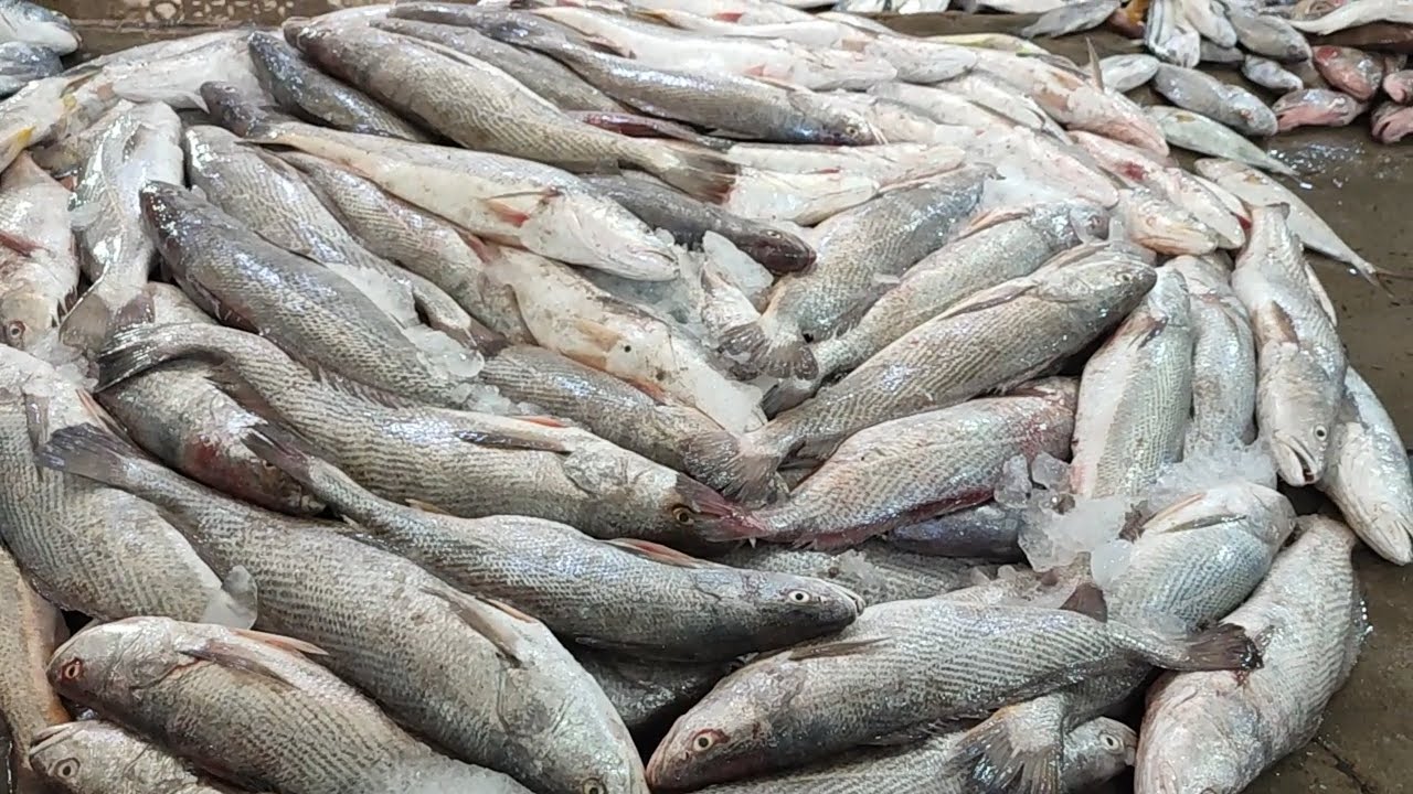 fish rates latest fish rates update fish market karachi fisheries - YouTube