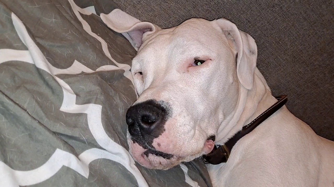 Dog going into labor soon. - YouTube