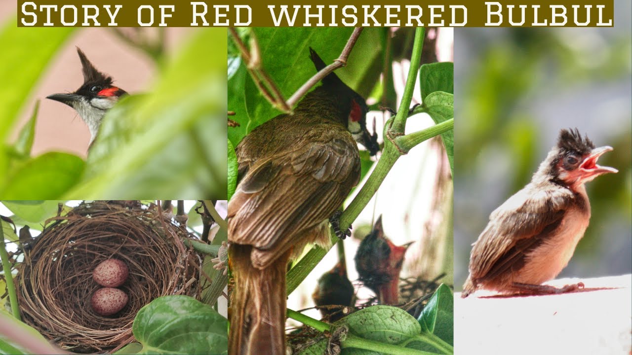 Red whiskered Bulbul | nesting to first flight | Bulbuls feeding young ...