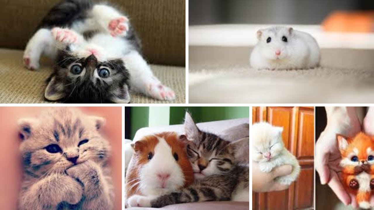 Best animals as a pet | Animals that are amazing as a pet || pets those ...