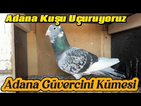 Adana Güvercin Kümesi - Mustafa Abi Harika Kuş Uçurdu #güvercin #adanagüvercini