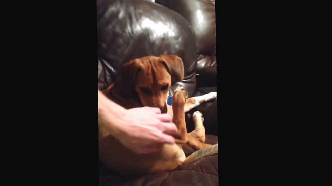 My Beagle Ridgeback mix - YouTube