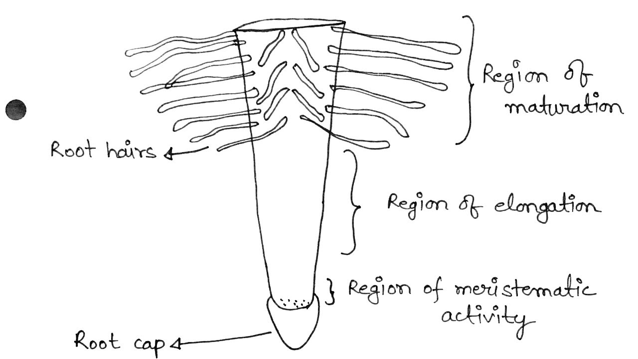 Structure Of Root How To Draw Structure Of Three Regions Of A Root