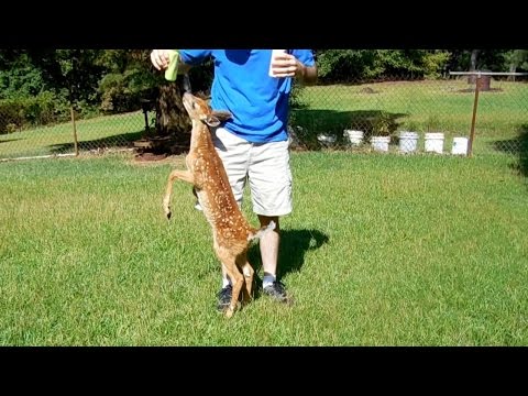 Dancing Baby Deer - YouTube