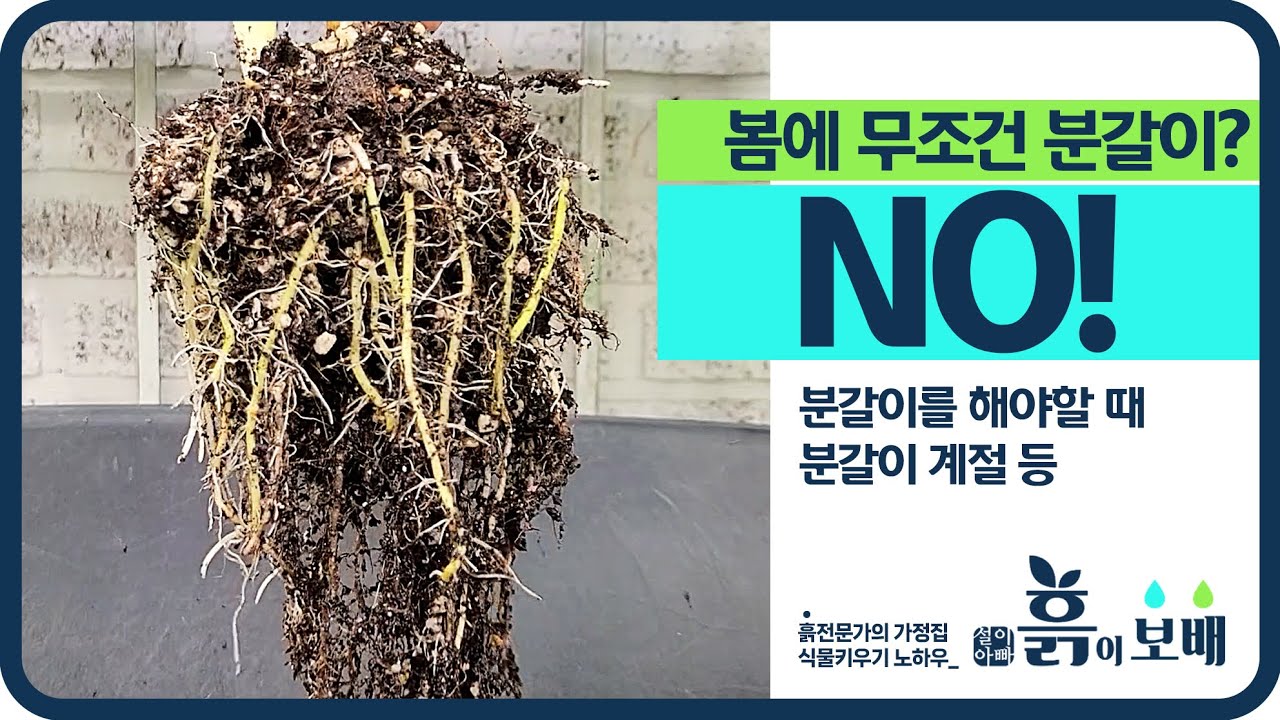분갈이 계절 분갈이를 해야할때 분갈이 후 물주는 시기 분갈이 몸살 분갈이흙 잎 쳐짐 잎이 작아짐 뿌리 식물 상태