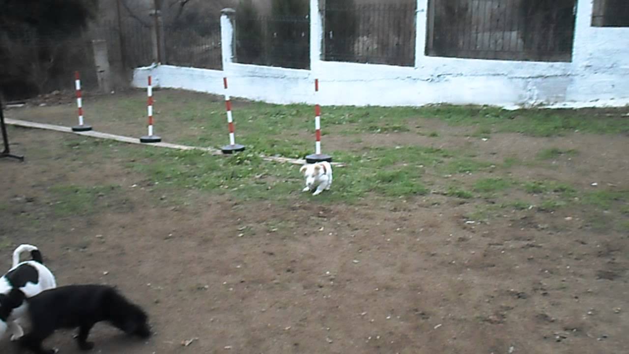 εκπαιδευση σκυλου θεσσαλονικη www.thesdogtraining.wordpress.com-1/1 ...